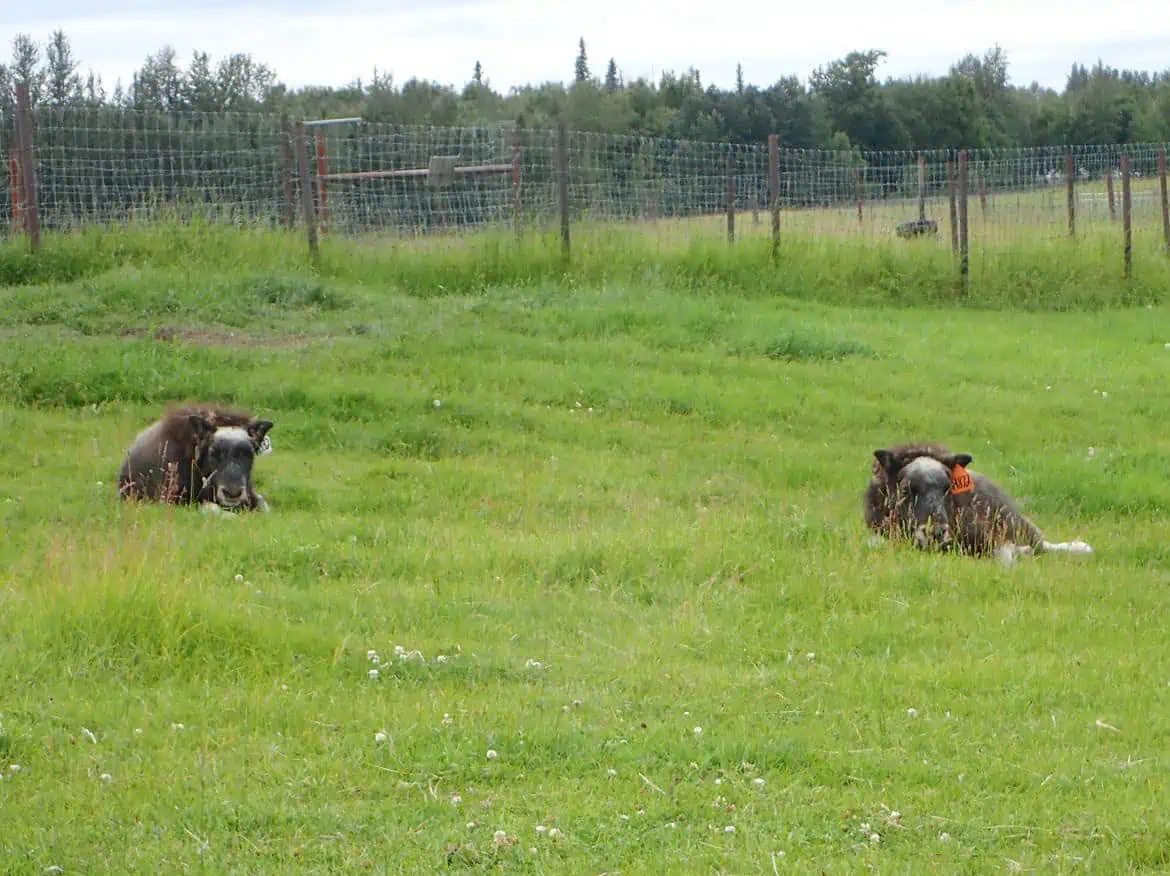 Glacier Walk and The Musk Ox Farm-Palmer-Alaska - Obligatory Traveler