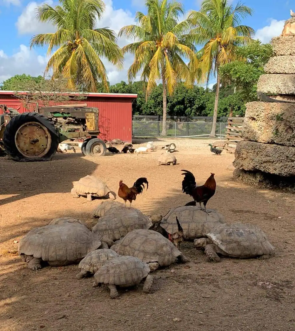 Things to Do in Homestead-Florida – OBLIGATORY TRAVELER