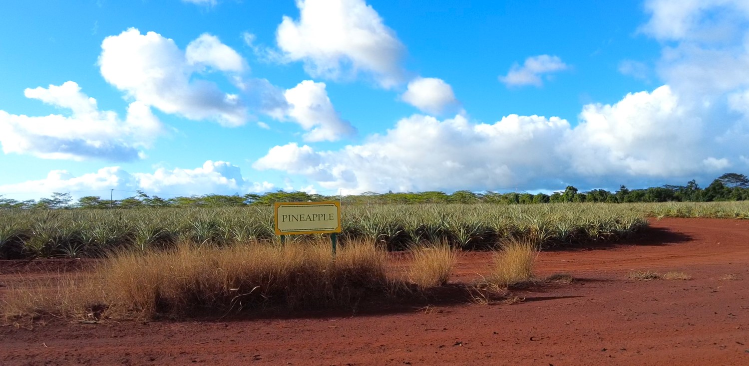 Dole Plantation-train ride pineapple field - OBLIGATORY TRAVELER - A ...