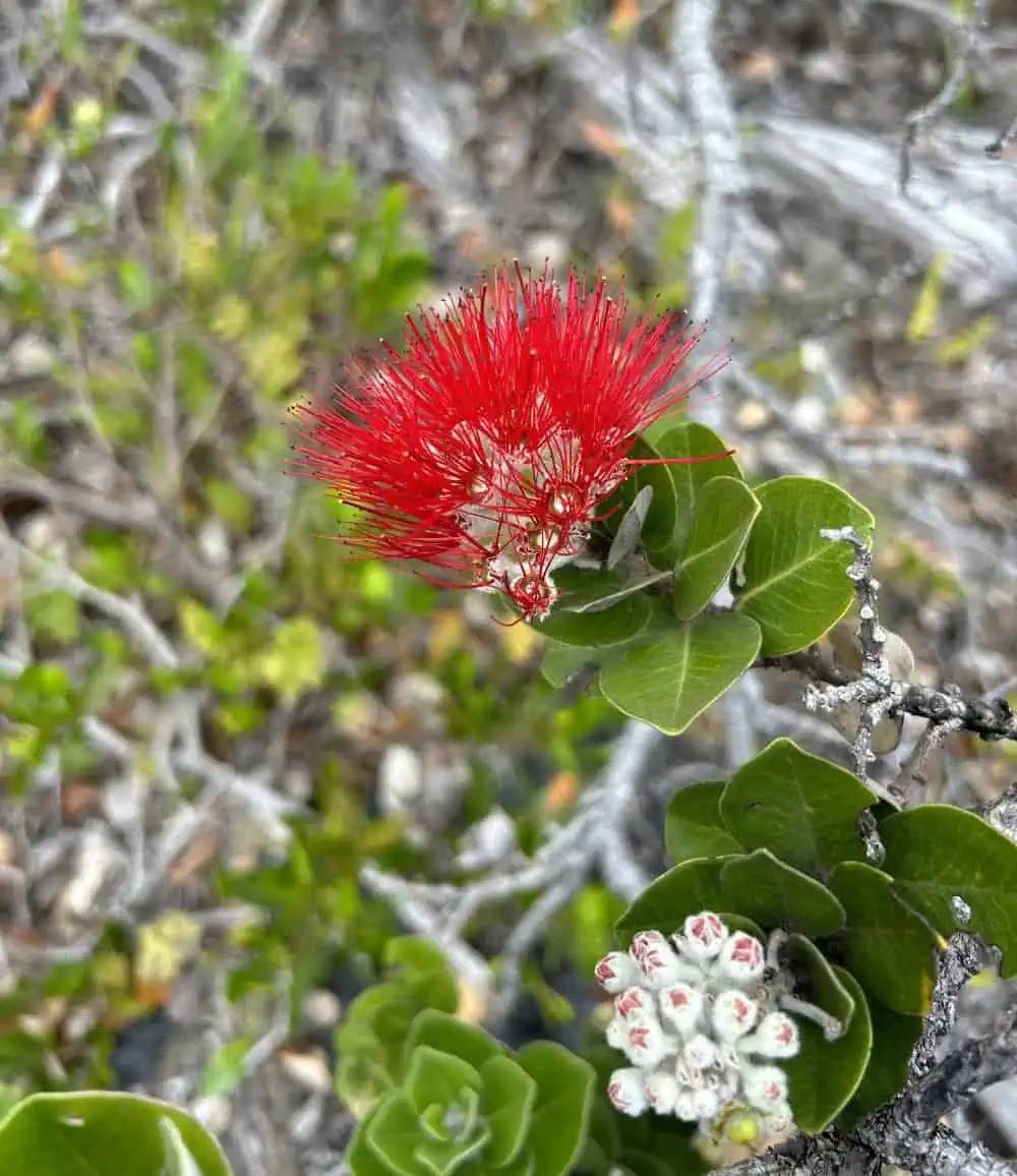 Volcanoes National Park plants-Hawaii - OBLIGATORY TRAVELER - A Travel ...